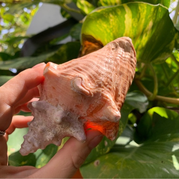 Hand Crafted | Office | Sea Shells From Puerto Rico Caribbean Found On ...